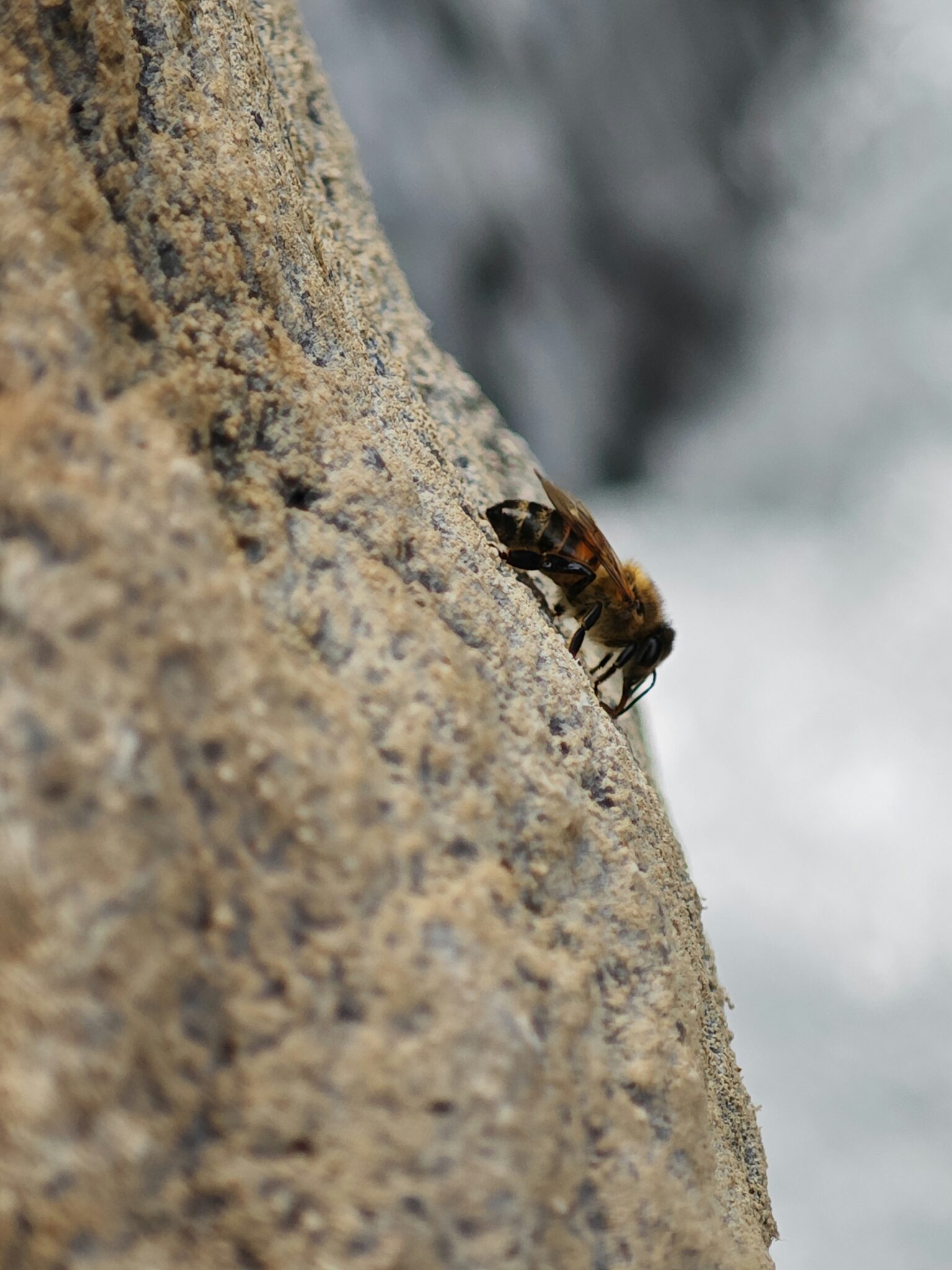 What Bees Can Teach Us About Building a Financial Firm - InSight